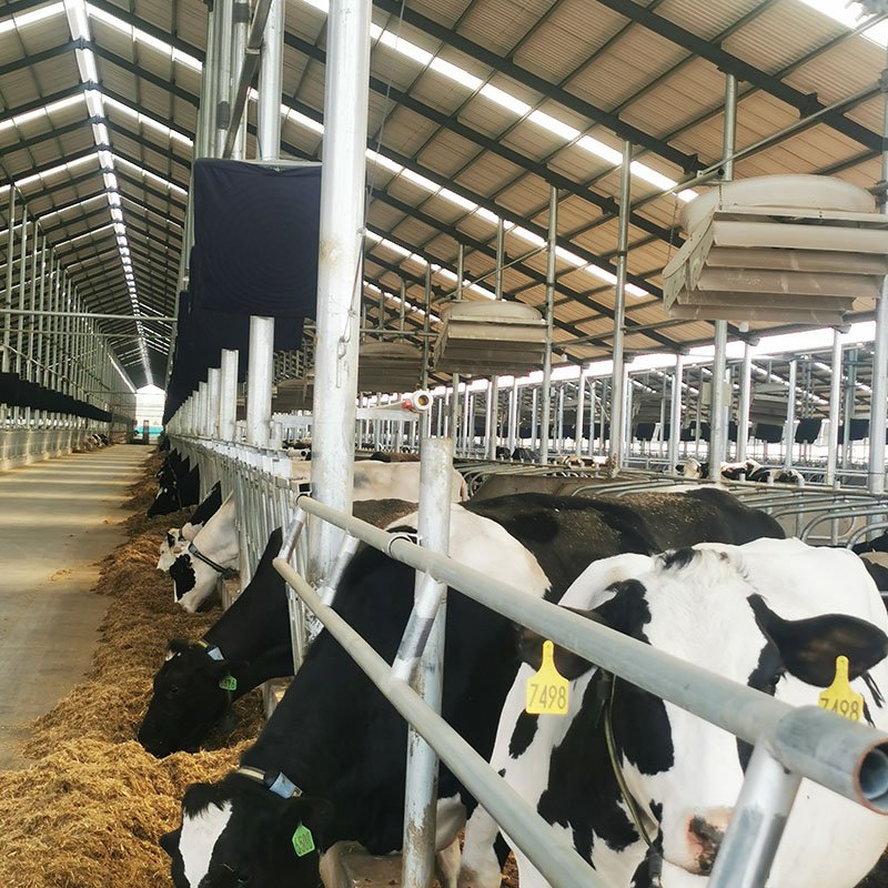 dairy circulation fan, cattle circulation fan, cow axial fan